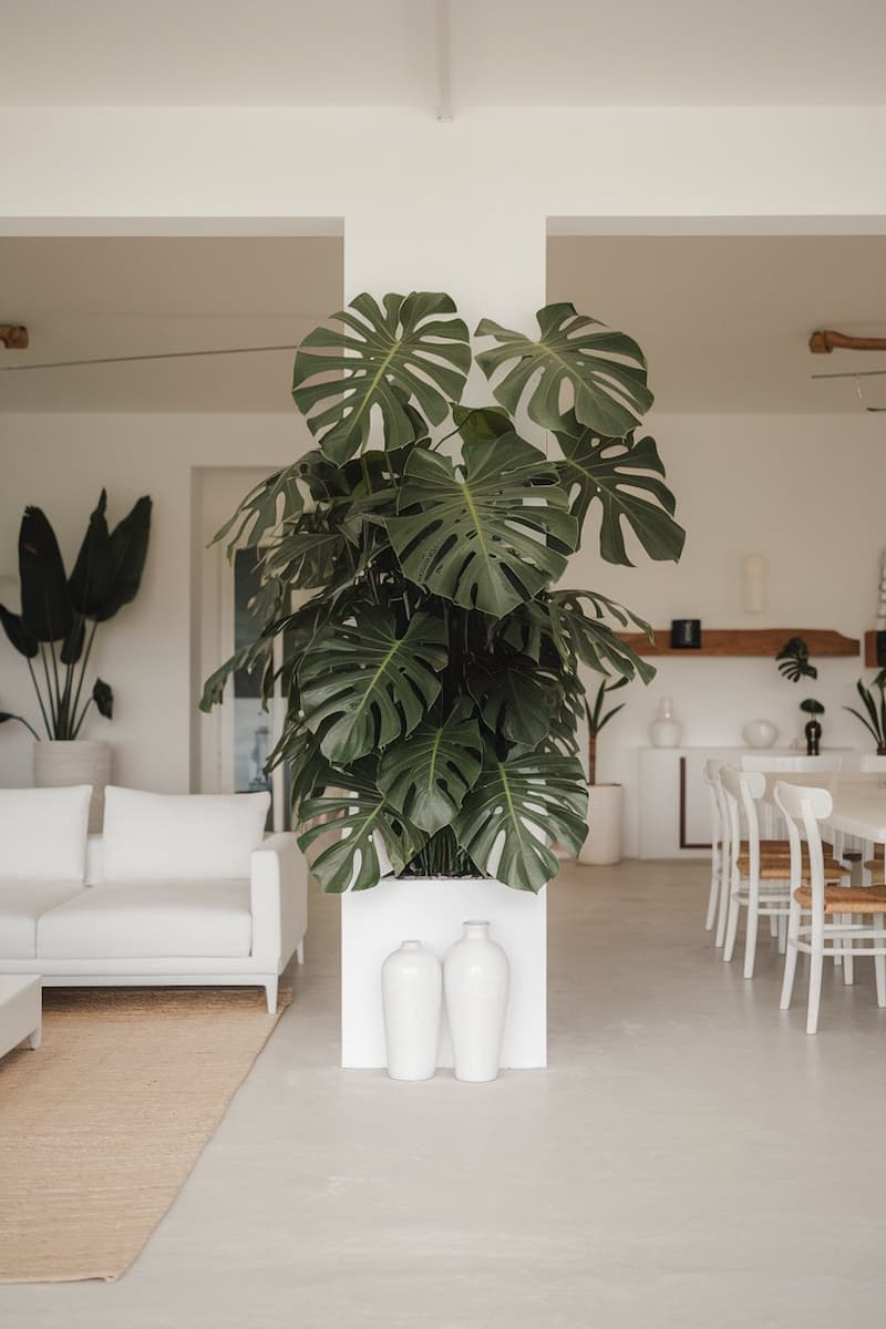23 Stunning Ways to Style Your Monstera Plant at Home - Houseplant ...