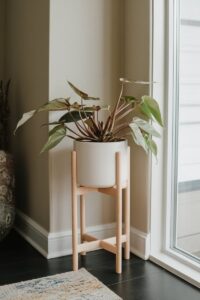 17 Stunning Ways to Decorate With Philodendrons - Houseplant Authority