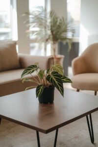 17 Stunning Ways to Decorate With Philodendrons - Houseplant Authority