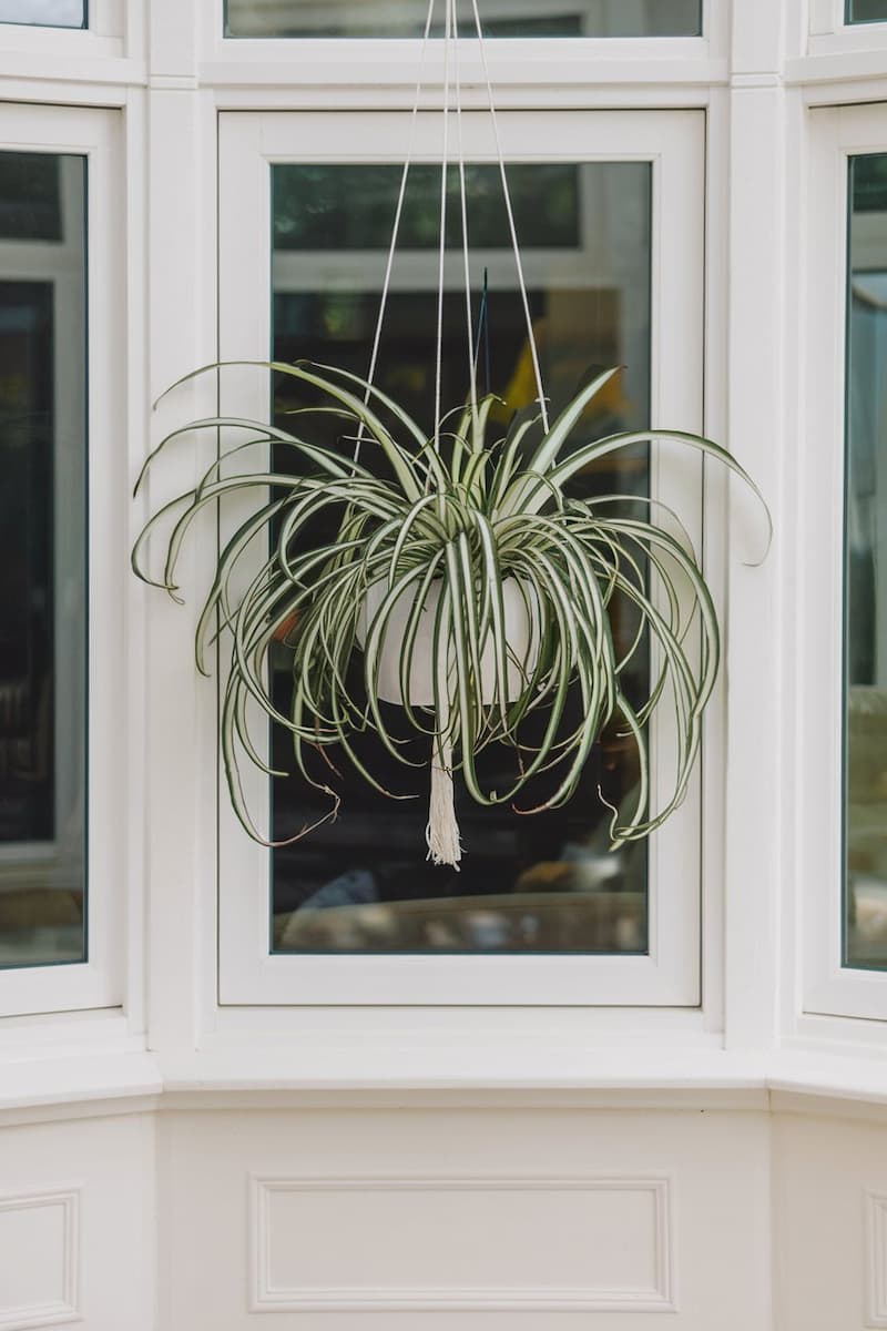 13 Stylish Ways to Decorate With Spider Plants at Home - Houseplant ...