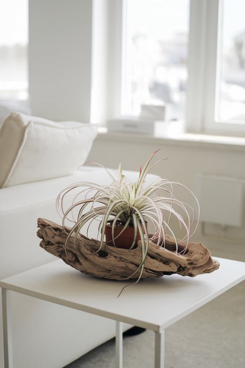 13 Stylish Ways to Decorate With Spider Plants at Home - Houseplant ...
