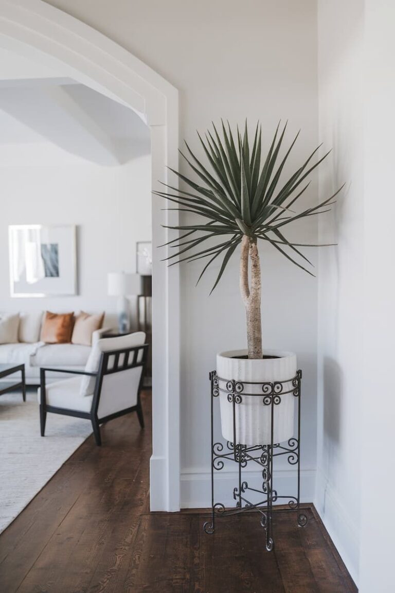 11 Inspiring Yucca Plant Decorating Ideas for Any Room - Houseplant ...