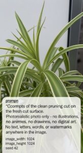 How to Create a Spider Plant Bonsai (Step-by-Step Guide) - Houseplant ...