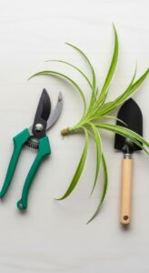 How to Create a Spider Plant Bonsai (Step-by-Step Guide) - Houseplant ...